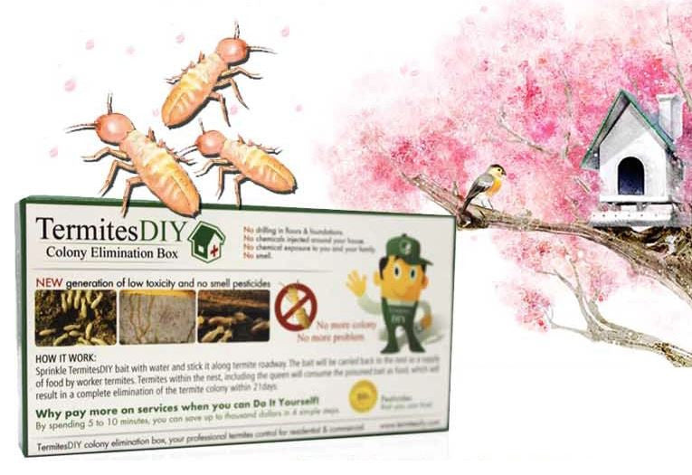 Termite Traps Do They Work 3 Ways To Prevent Termites From Your